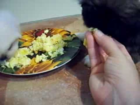 Pekingese Puppies eating - YouTube