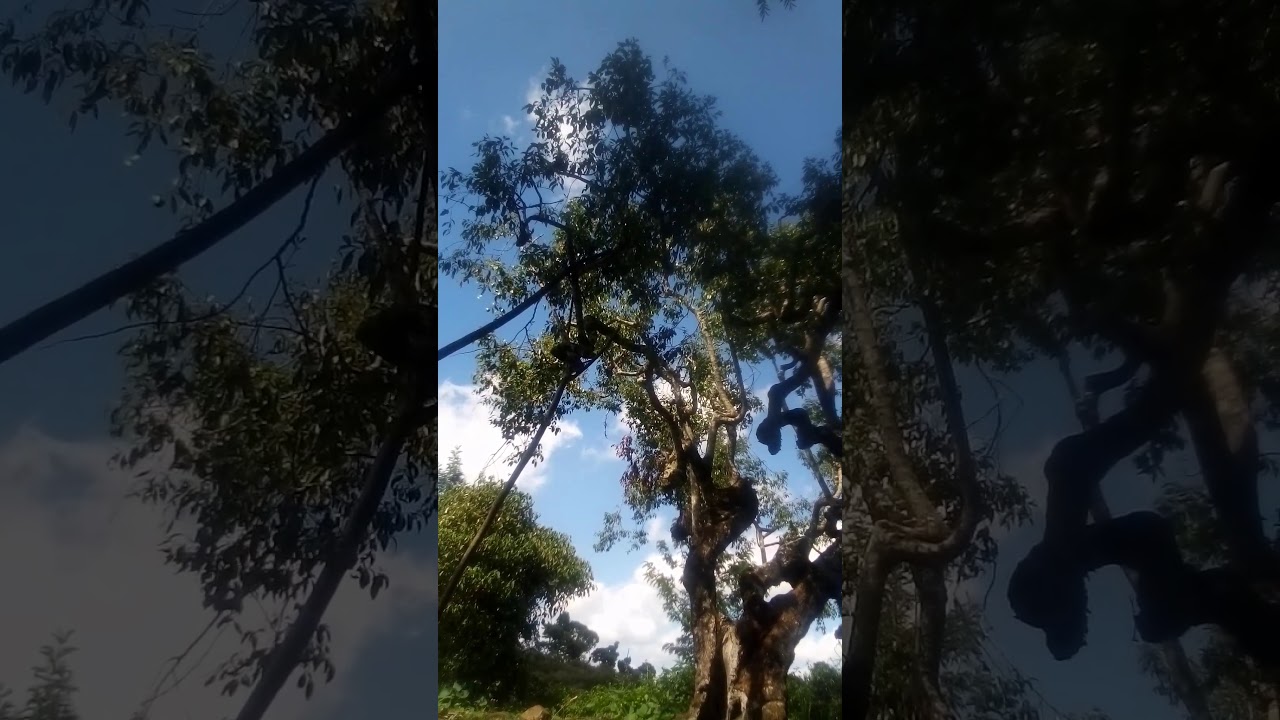 Miraa plant - YouTube