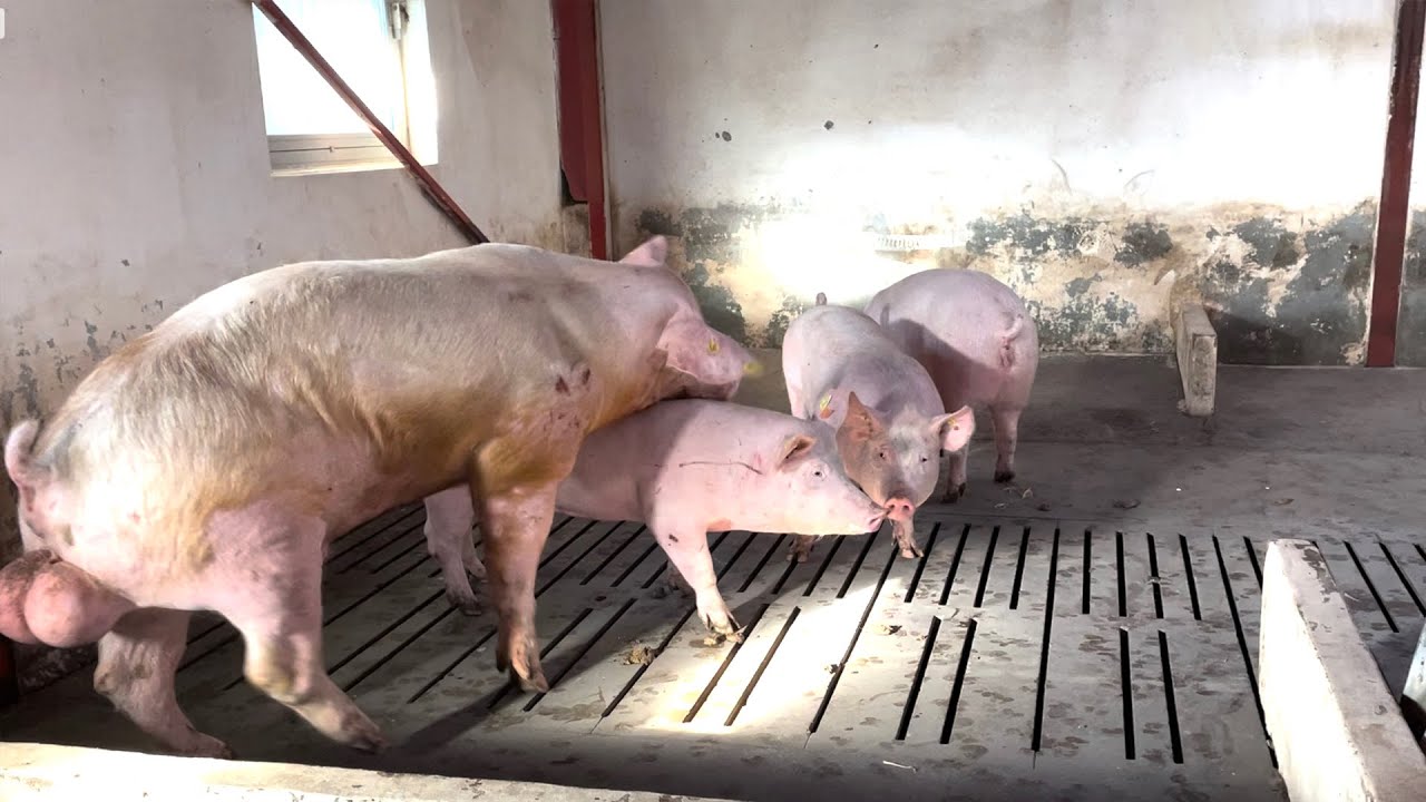 Mastering Hoof Trimming Techniques for Large-Scale Pig Farms #WITHME ...