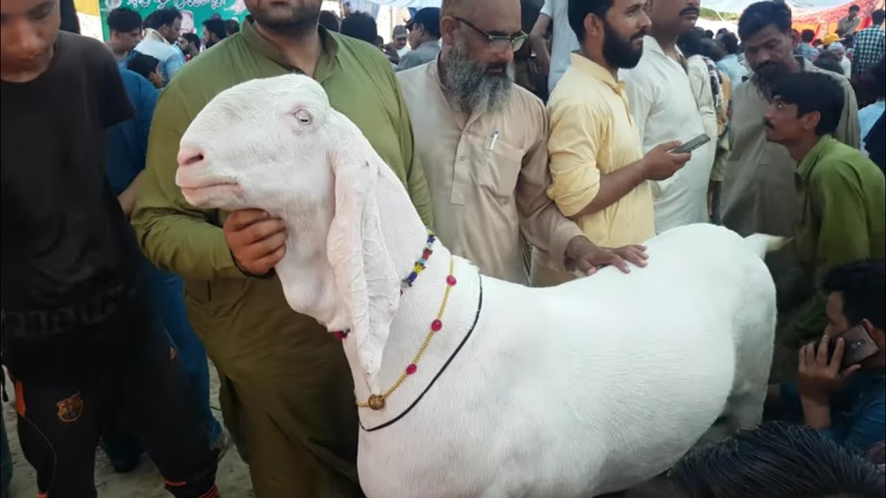 White beauty at goat show - YouTube