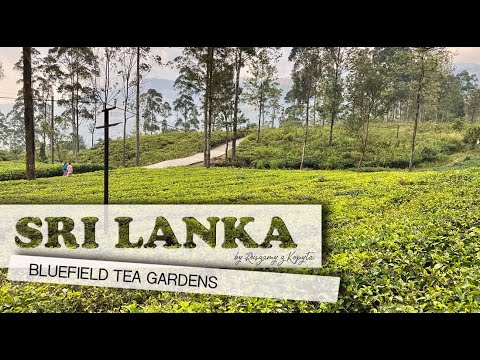 BlueField Tea Gardens (Factory), Sri Lanka Part 8 of 12 [gopro hero 8 ...
