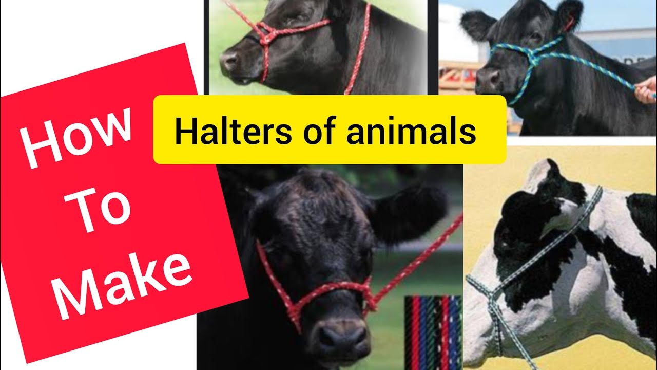 how to make halter of cattle and how to apply it #vet #veterinary # ...