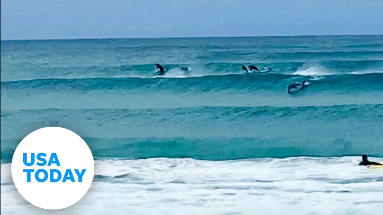 Dolphins spring from waves alongside surfers in Australia | USA TODAY ...