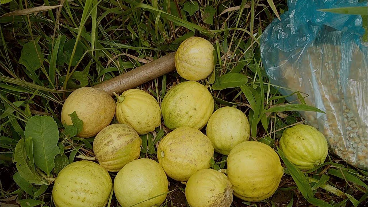 Mus pom txiv qaub ntxim qab heev | ntxawg muas channel - YouTube