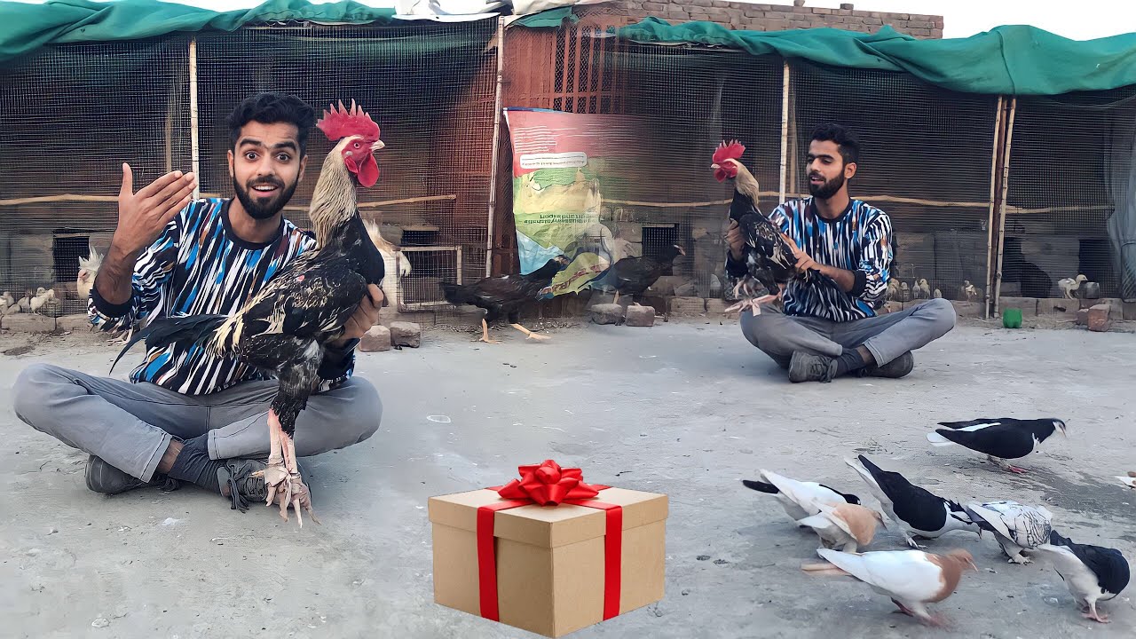 Setup Py Ak Or New Cheez Agye🎁 (Pet Vlog/Parrot bird) | Hamza Mazari Vlogs - YouTube