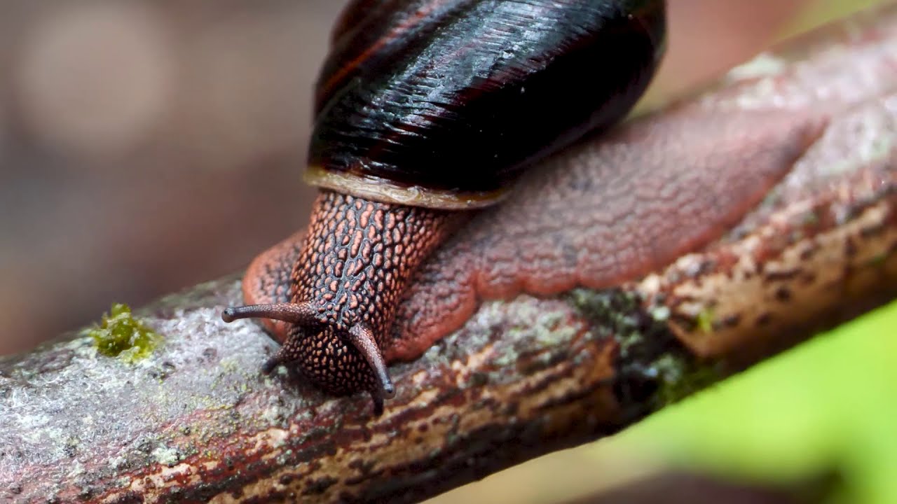 Pacific sideband snail at Inspiring Kids Preserve - YouTube