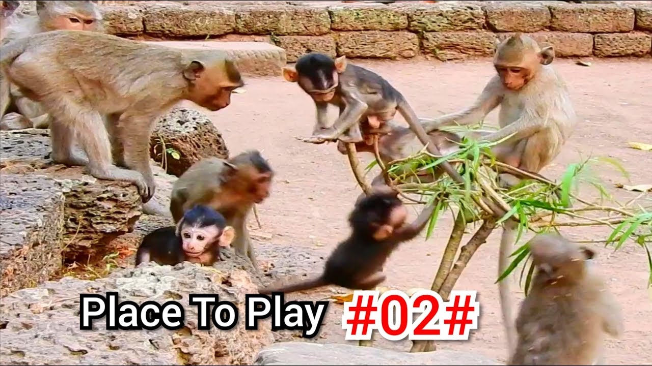 We Are Very Happy When All Monkeys In Group Amber Fine And Happy To ...