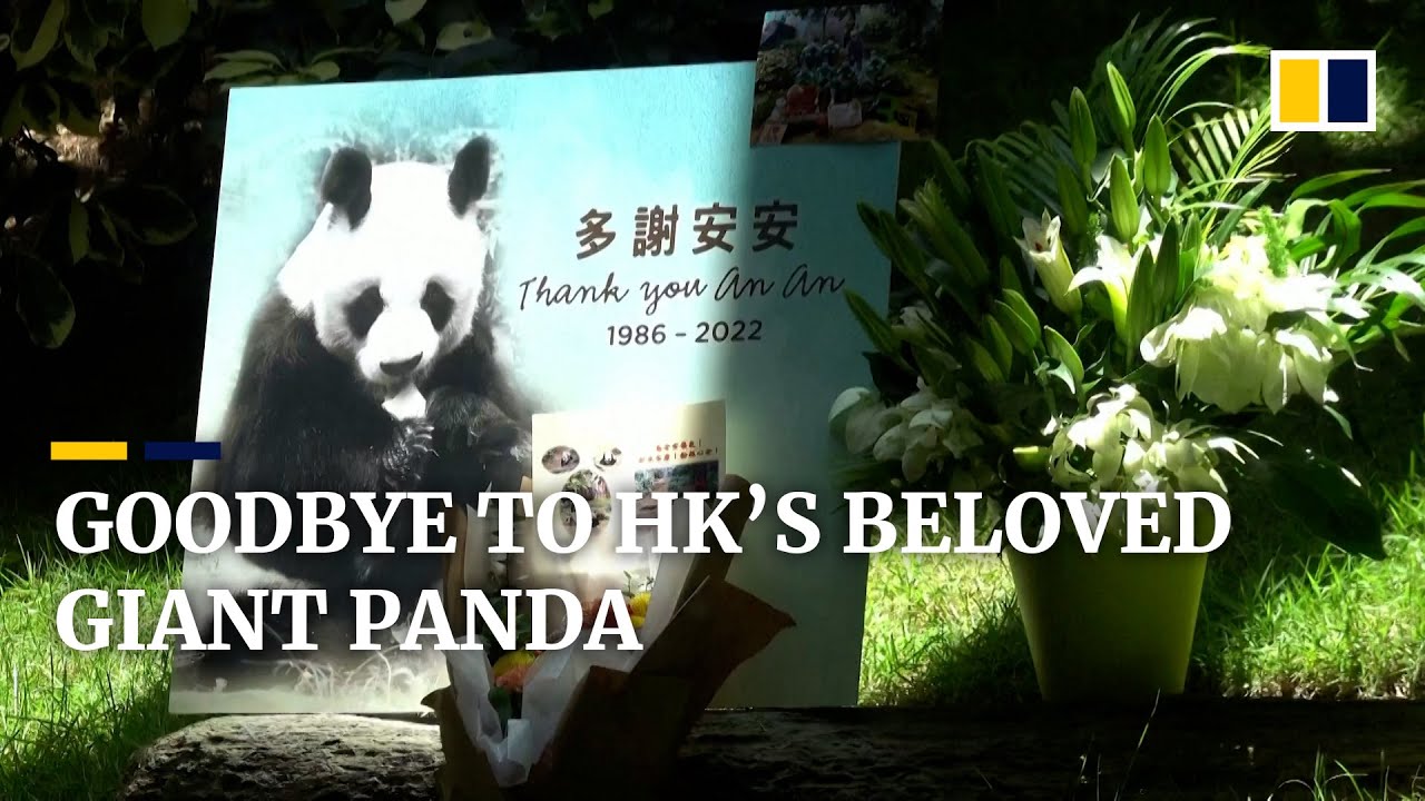 An An, world’s oldest male giant panda dies in Hong Kong - YouTube