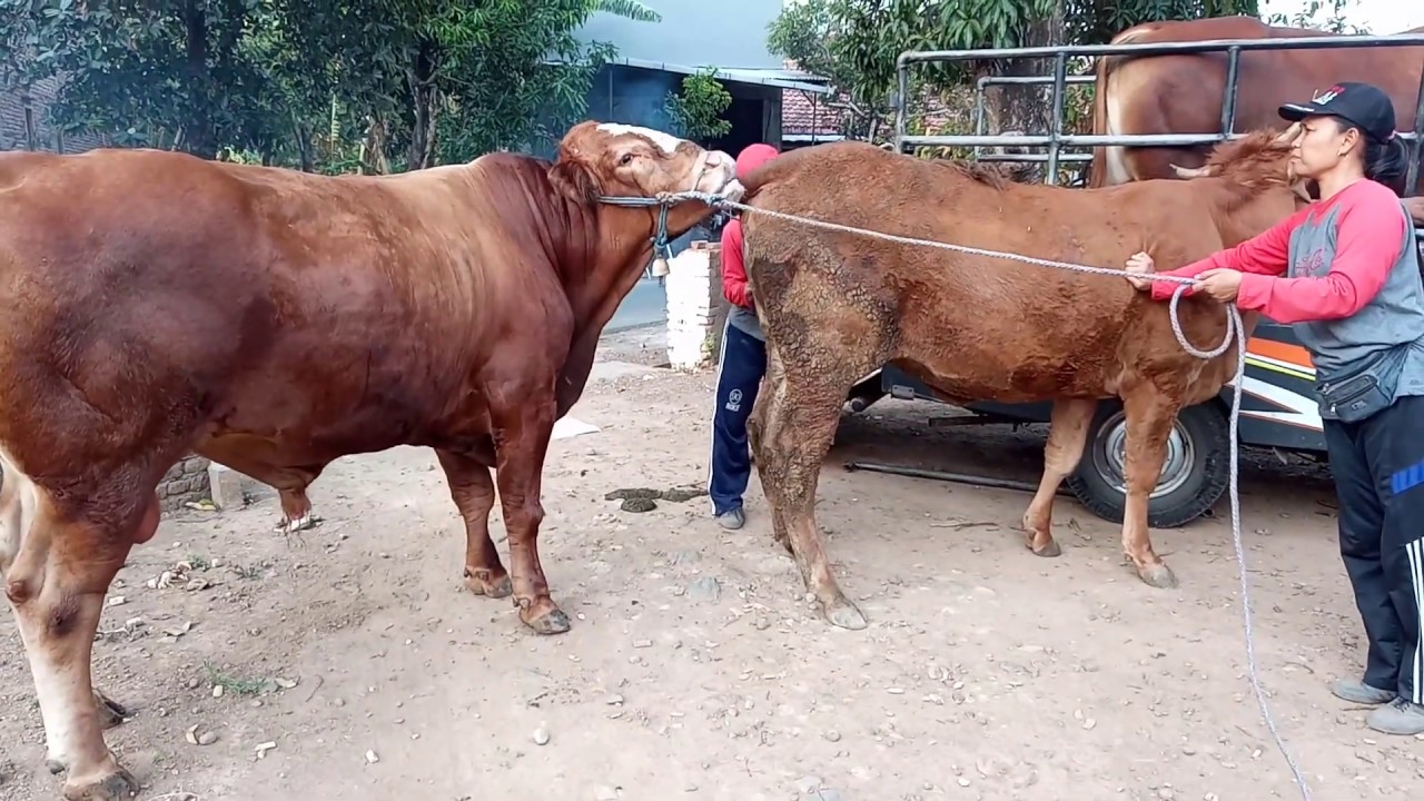 kings bull meeting cow education farmer - YouTube