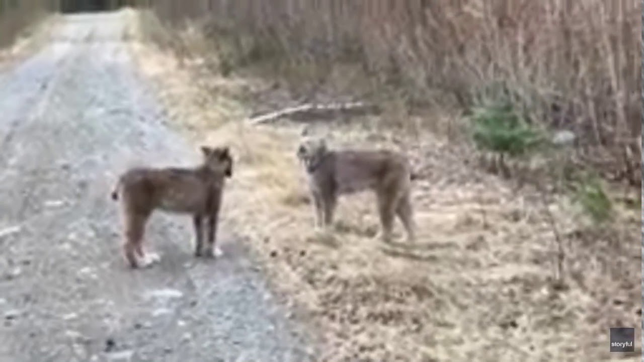 Two lynx talking in their language - YouTube