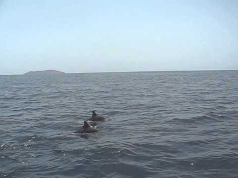 El santuario de los delfines en el Parque Nacional Mochima, Venezuela ...