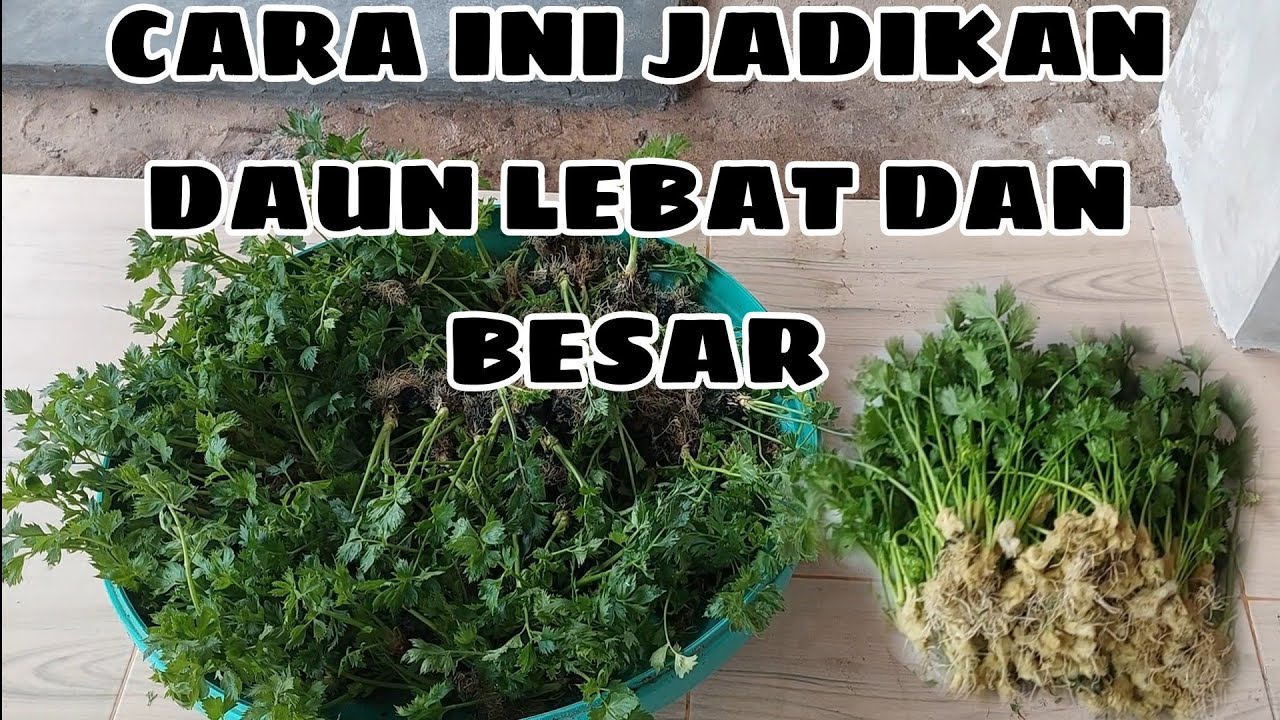 CARA BUAT SELEDRI‼️BERDAUN BESAR DAN HIJAU - YouTube