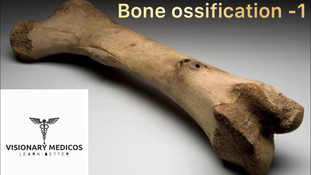 bone ossification - YouTube