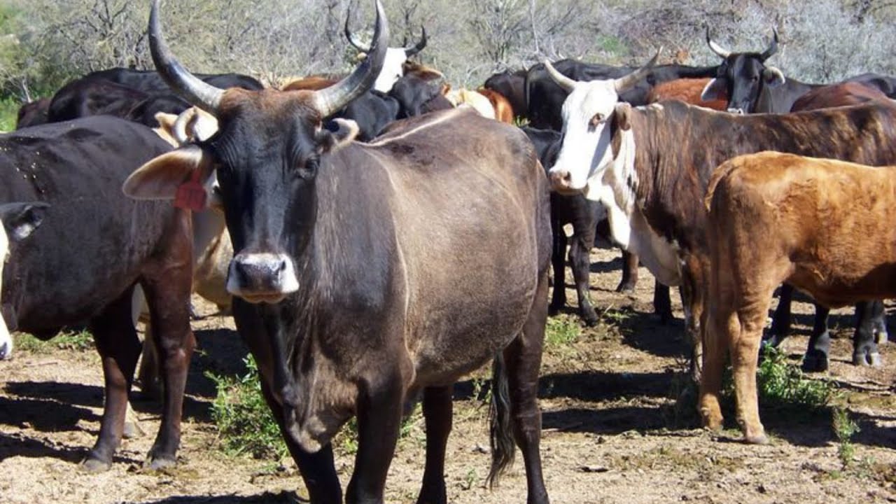 cute monster cow herding process/towards the Bath - YouTube