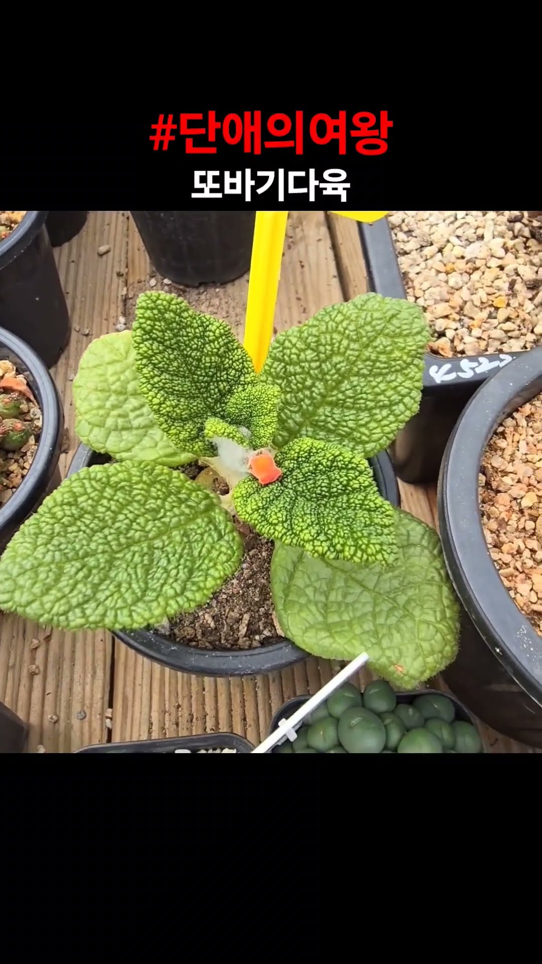 단애의여왕 Succulent 단애의여왕 구근식물 다육식물 다육이키우기 다육이 또바기다육 부산기장 꽃 봄