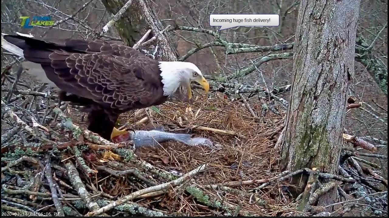 Baby Eaglets - Whooper Fish Delivery & Beautiful Feeding - Dale Hollow ...