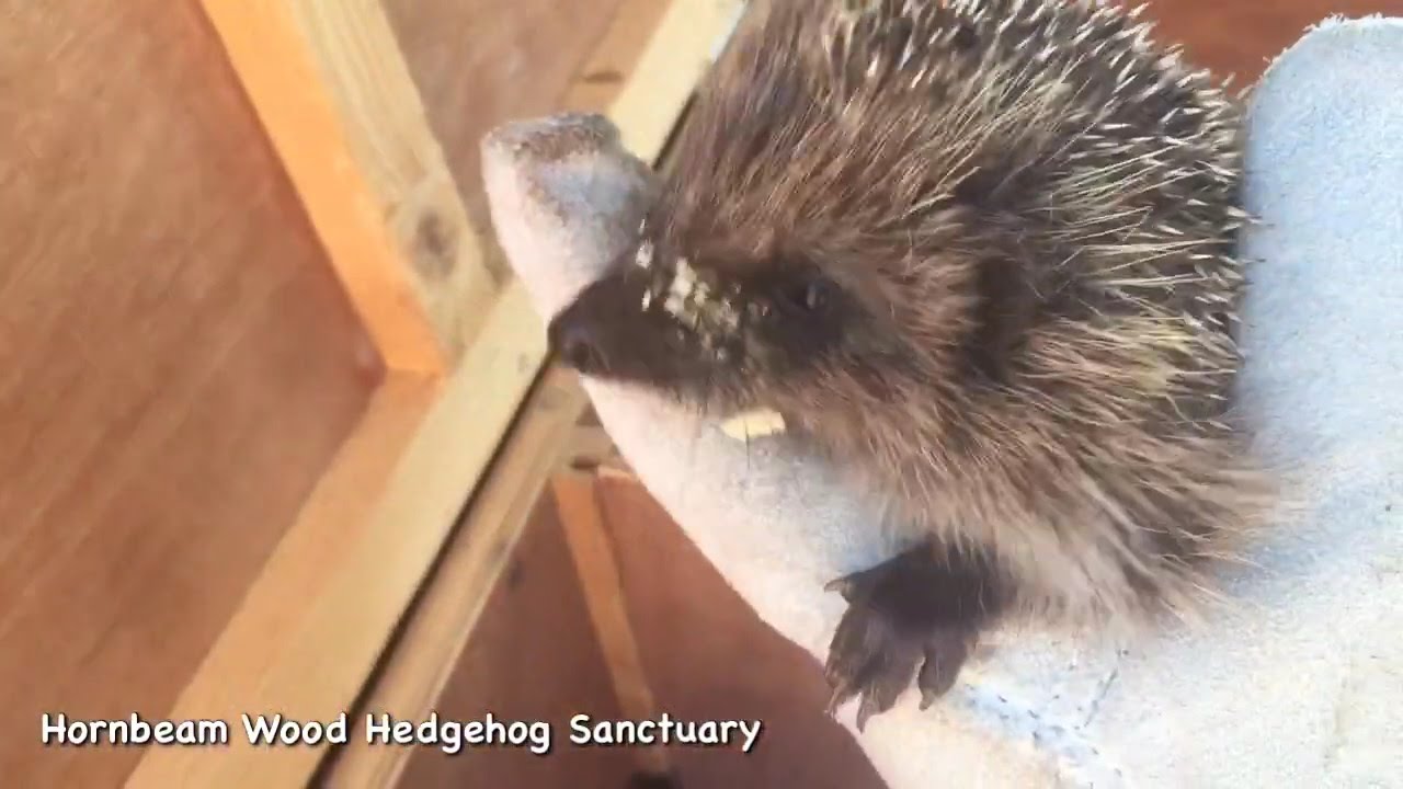 Baby Wild Hoglet Flystrike Wounds - Hornbeam Wood Hedgehog Sanctuary ...