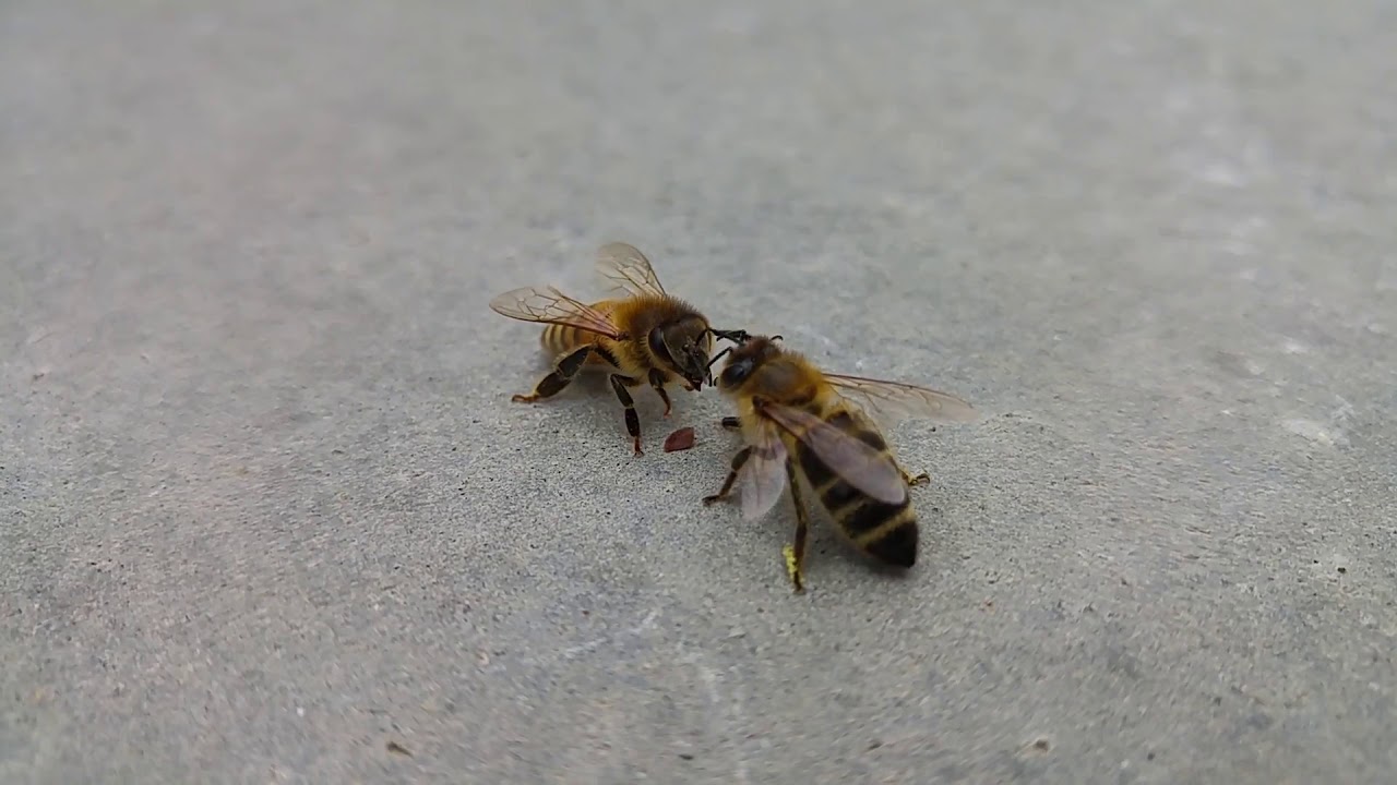 Bee Boxing - YouTube