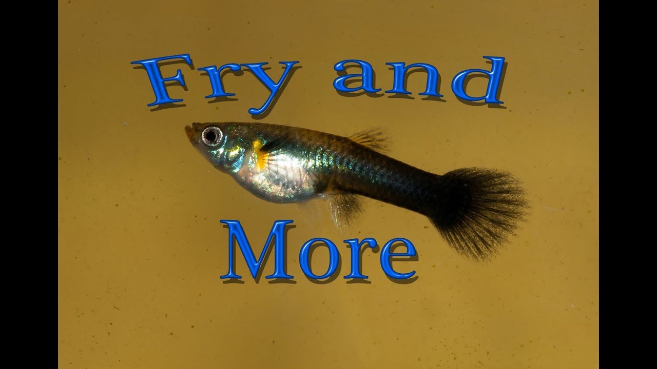 Neon Blue Fry, Supercross Fry, Mini shout out and More - YouTube