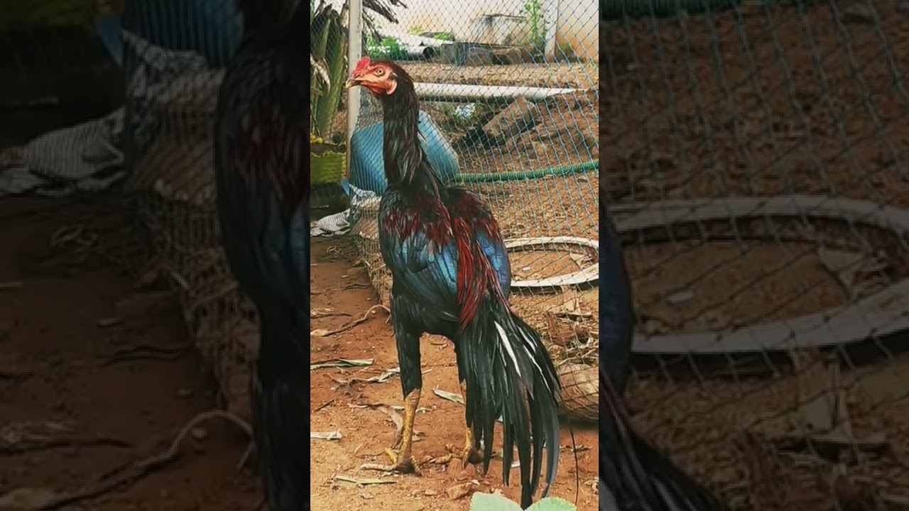 upcoming sanda seval senkaruppu - YouTube