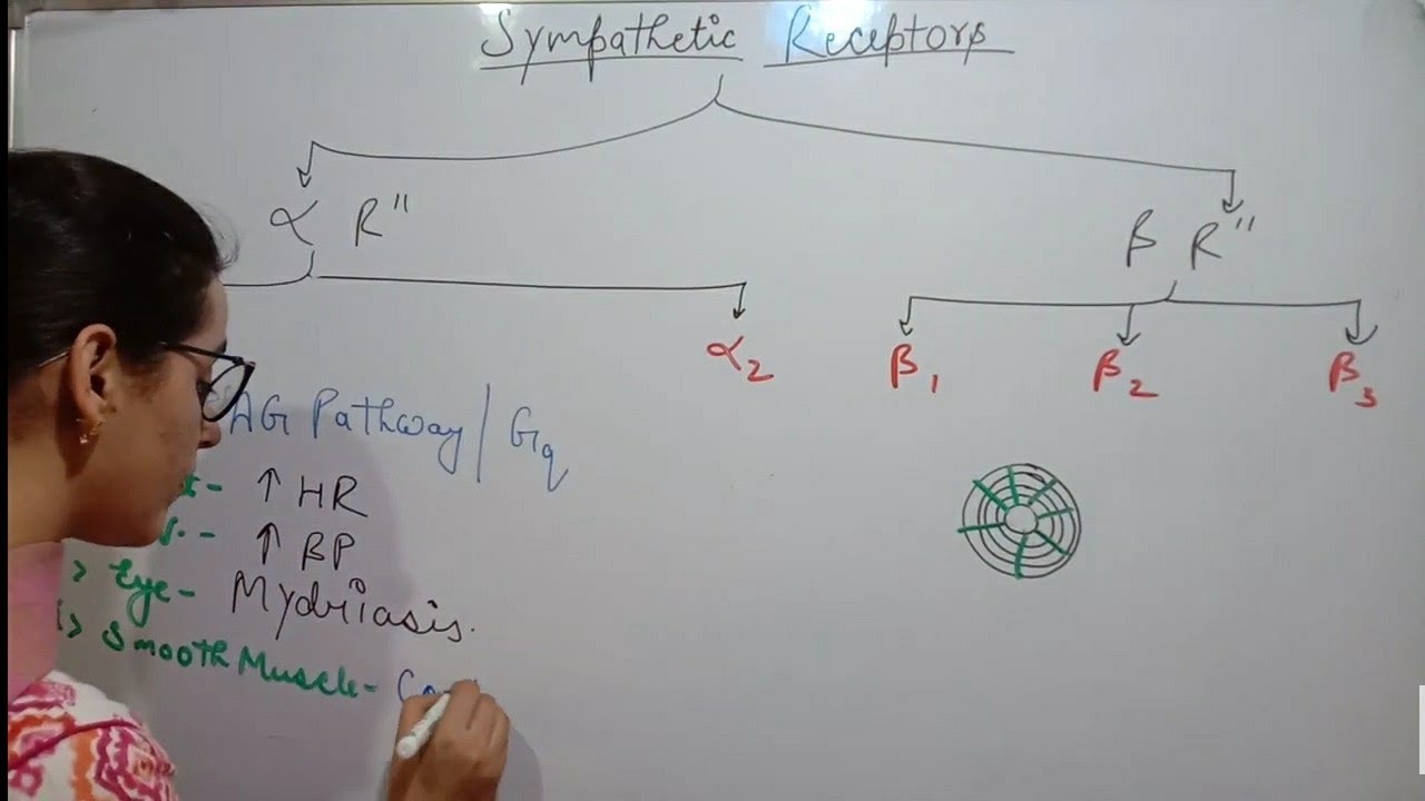 ALPHA ADRENERGIC RECEPTORS | LOCATION AND ACTION - YouTube