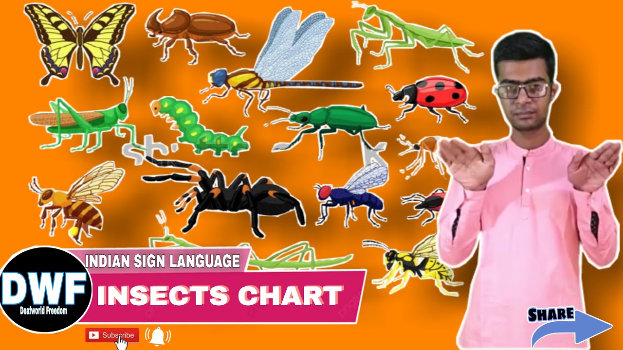 Insects Chart in Indian Sign Language | ISL | - YouTube