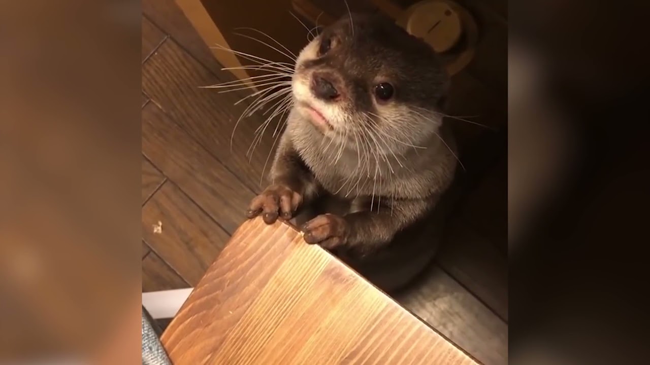 Otter Makes Adorable Noises When Asking for Dinner - YouTube