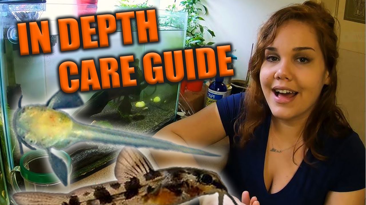 How to Raise Corydoras Fry! - YouTube
