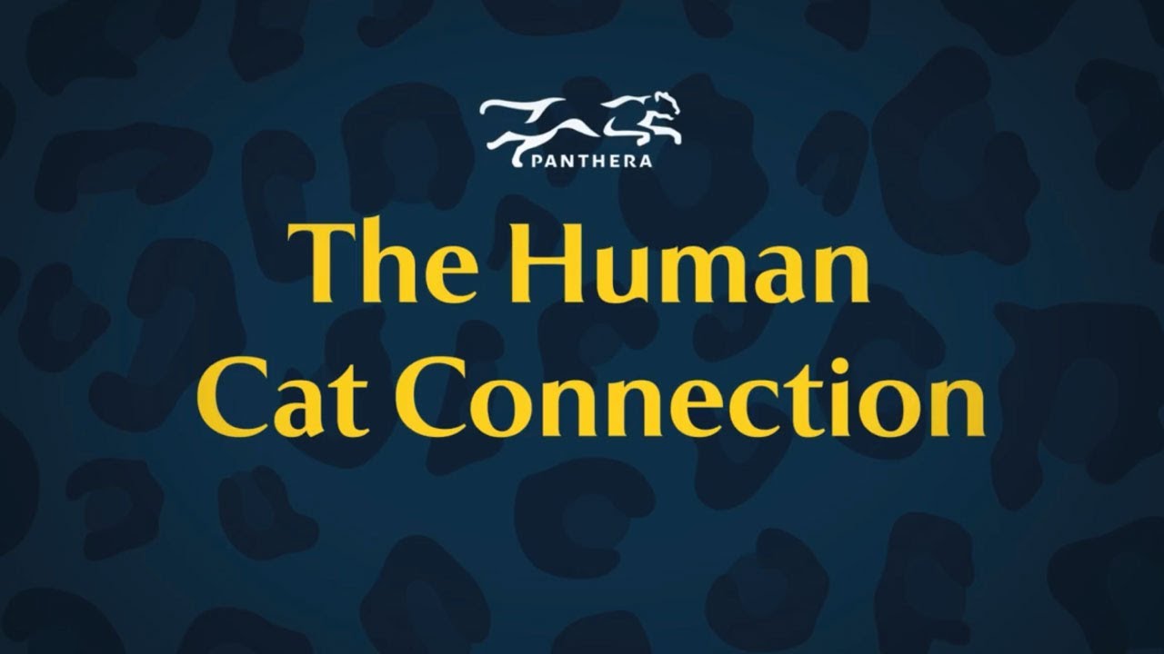 The Human Cat Connection - YouTube