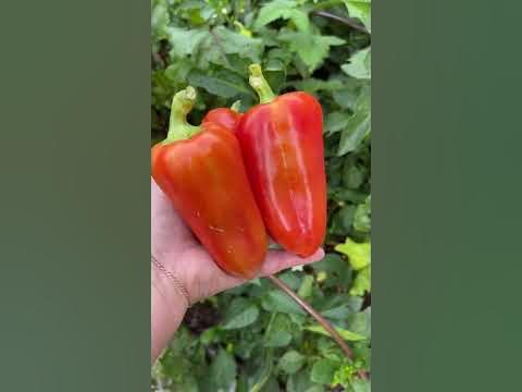 КАКОЙ ПЕРЕЦ ЛУЧШЕ ВЫБРАТЬ ДЛЯ ПОДМОСКОВЬЯ - YouTube