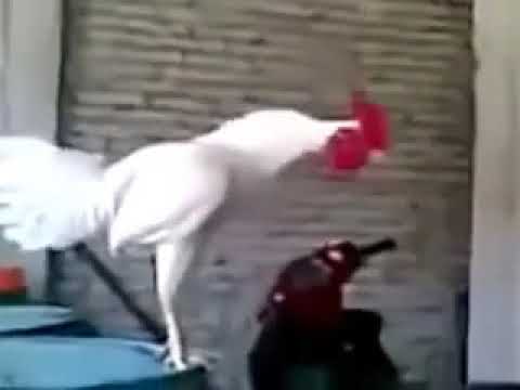 Gülməli vedolar(6)