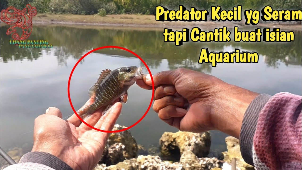 Mancing ikan di muara umpan udang hidup || mancing pinggiran - YouTube