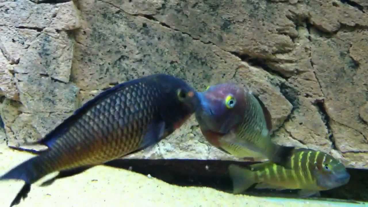 Tropheus moorii Muzi Vs. Tropheus sp. red Chimba - PISCES - YouTube