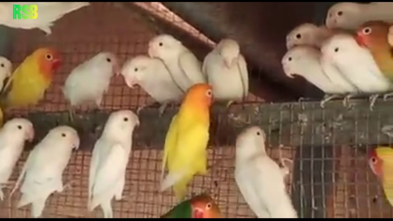 Love Birds And Cocktail And Budgies - YouTube