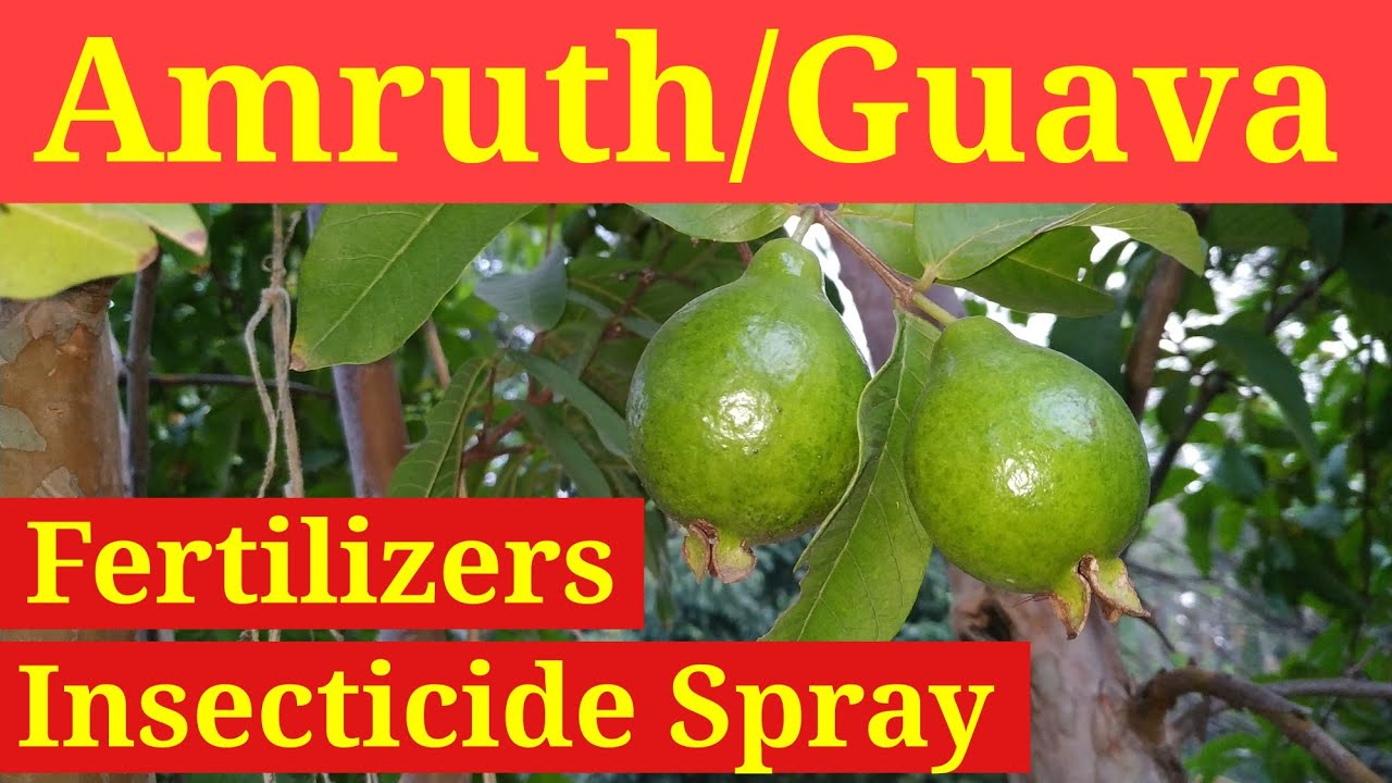 Guava Insect Control | Amruth Organic Fertilizers amrud ke kide khane ...