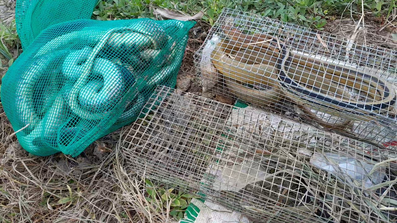 Bẫy bội thu những thành phần Rắn To | Snake Traps yield a bumper crop of Big Snakes - YouTube