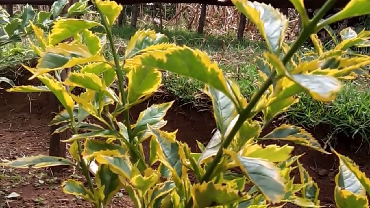 How to Make your home compound beautiful - YouTube