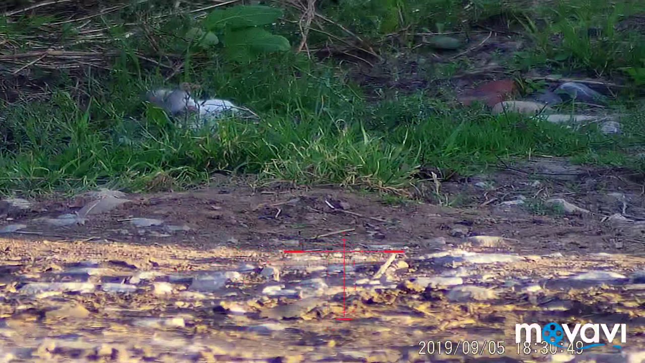 Pard 008 rat shooting using screen display HUD - YouTube