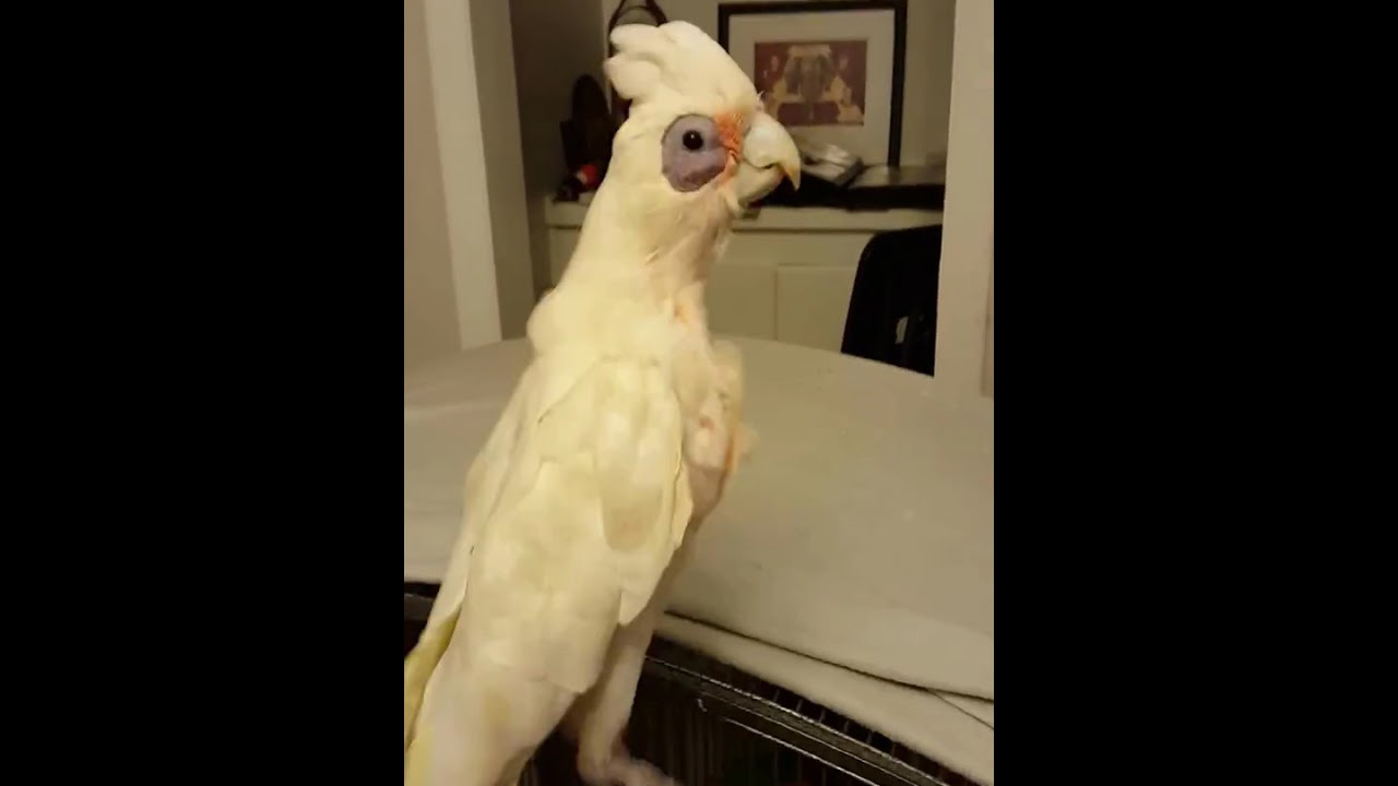 ADORABLE COCKATOO DANCING THE NIGHT AWAY! - YouTube