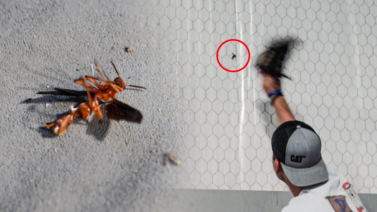 We have a bug problem... - YouTube