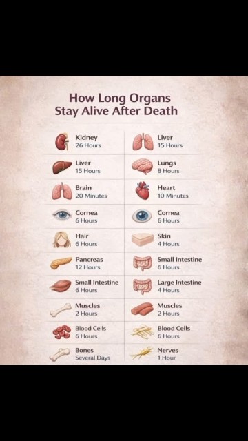 How Long Do Your Organs Stay Alive After Death? 😱 - YouTube