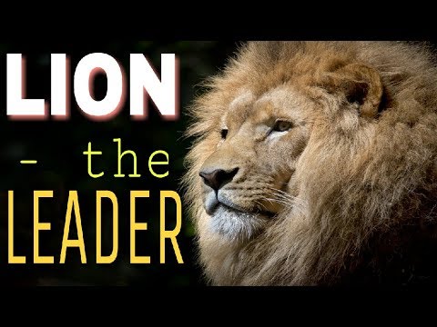 Power of LION ATTITUDE || How to be a great LEADER? || Motivational ...