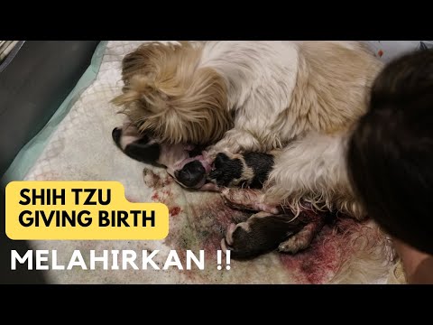 PROSES MELAHIRKAN ANJING SHIH TZU - SHIH TZU GIVING BIRTH FOR THE FIRST ...