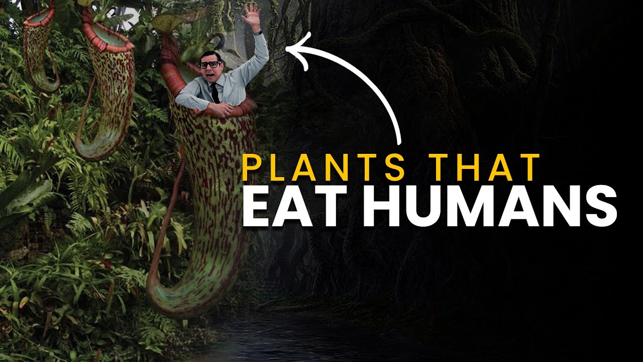 Can Plants eat Humans?Diversity of Plants,Oldest Plants ~ The Wonder ...