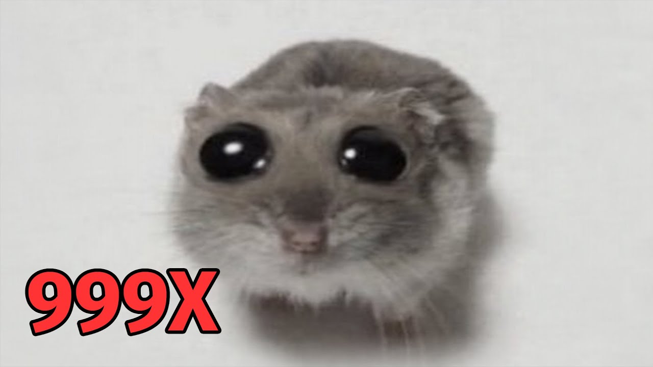 Sad Hamster Meme But It Keeps Getting Faster - YouTube