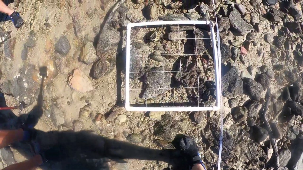 (Secondary) 50m-100m Transect Line Reef Beach Inter-tidal - YouTube