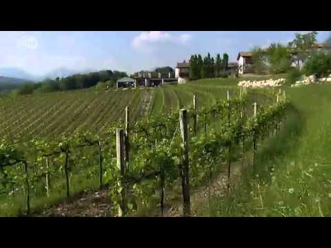 Der italienische Schaumwein Prosecco - Welterfolge aus der Provinz (04) - Euromaxx serie | Euromaxx