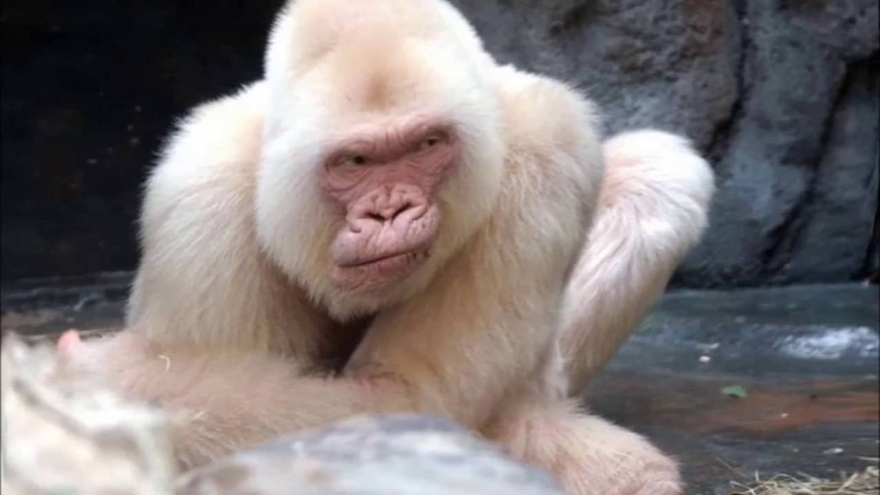 9. Gorila Blanco "Copito de Nieve" (Extinción: 2003). - YouTube