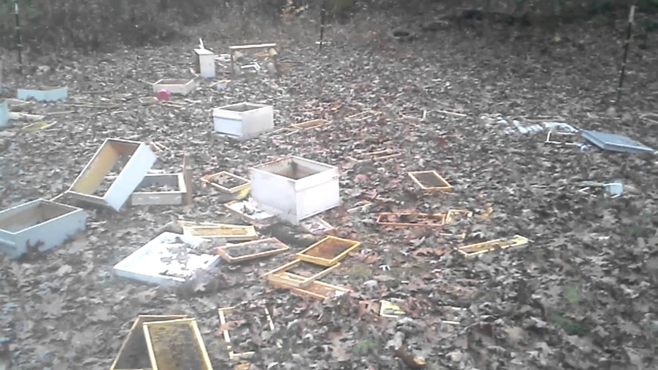 Beekeeping: Bear Damage - YouTube