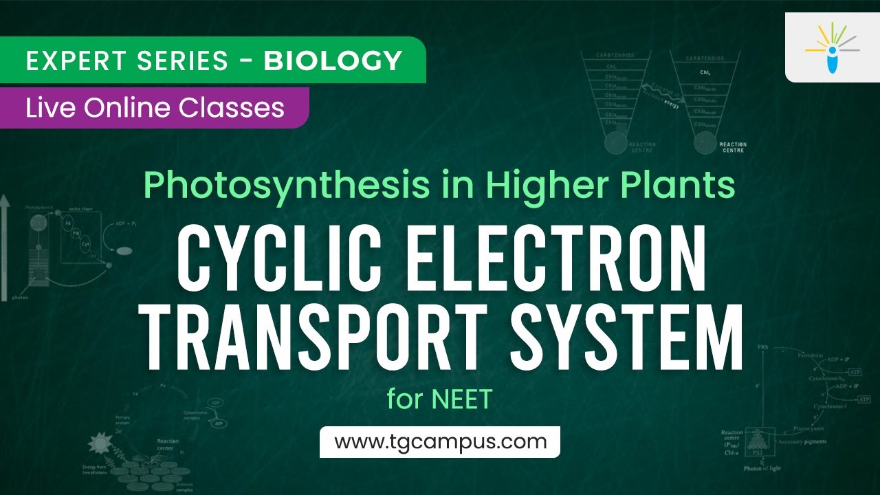 Cyclic electron transport system | Photosynthesis in Higher Plants ...